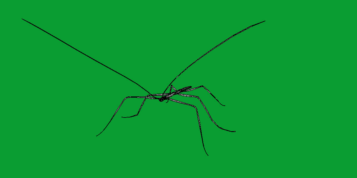 Giant Stick Insect - 3D Model by Nyilonelycompany