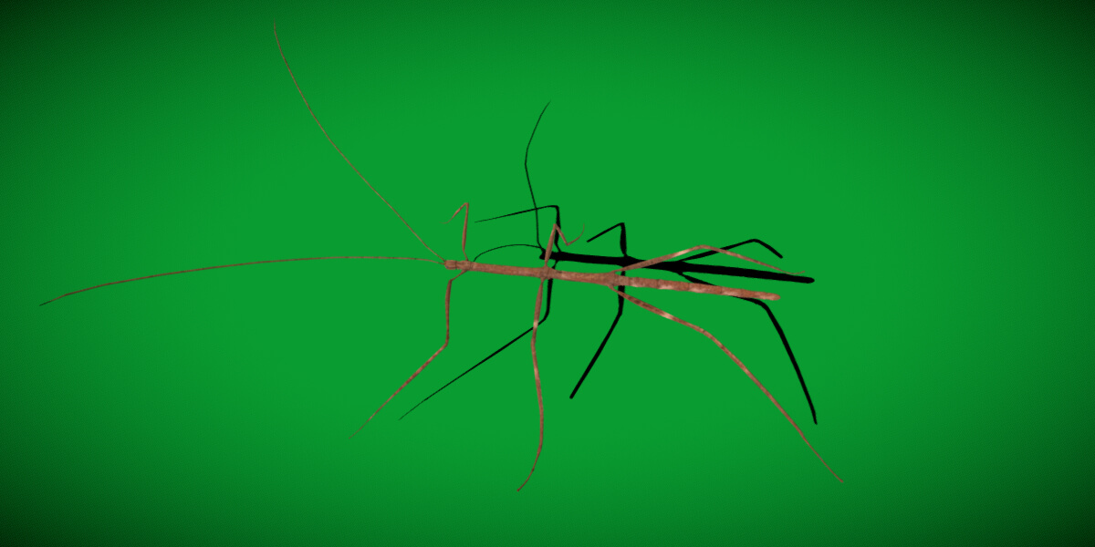 Giant Stick Insect - 3D Model by Nyilonelycompany