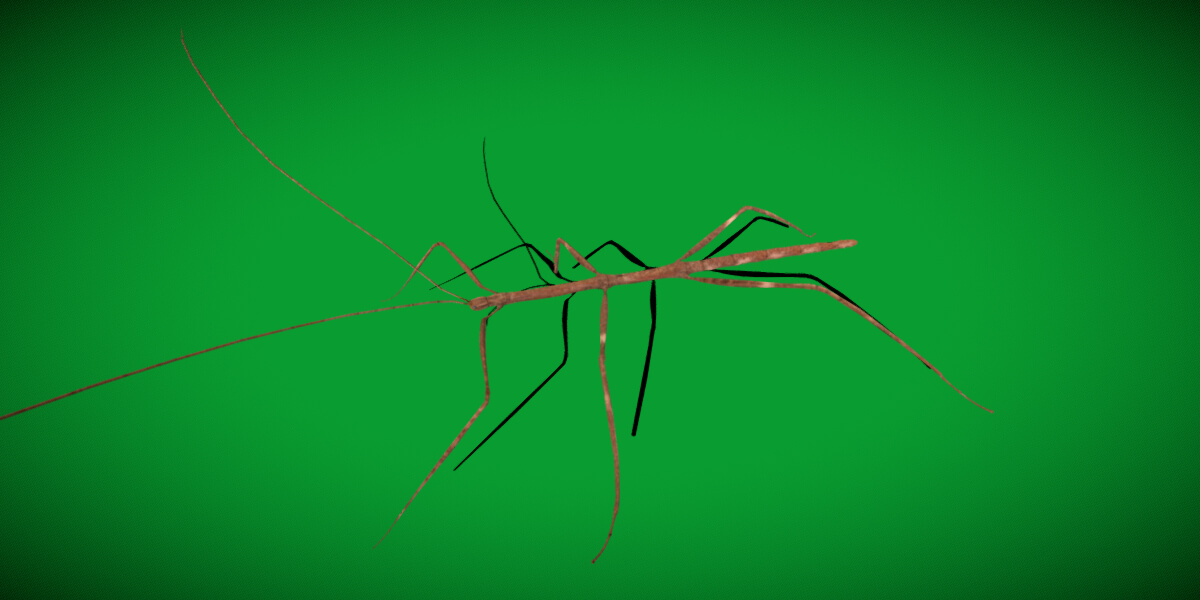 Giant Stick Insect - 3D Model by Nyilonelycompany