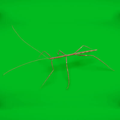 3D Models | Insects | Stick Bugs | RenderHub