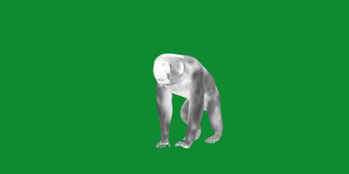 Gibbons Apes - 3D Model by Nyilonelycompany