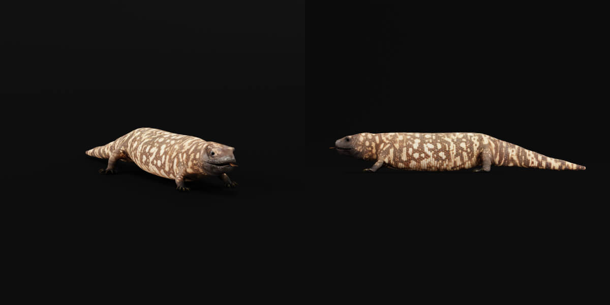 Gila Monster Lizard - 3D Model by Nyilonelycompany