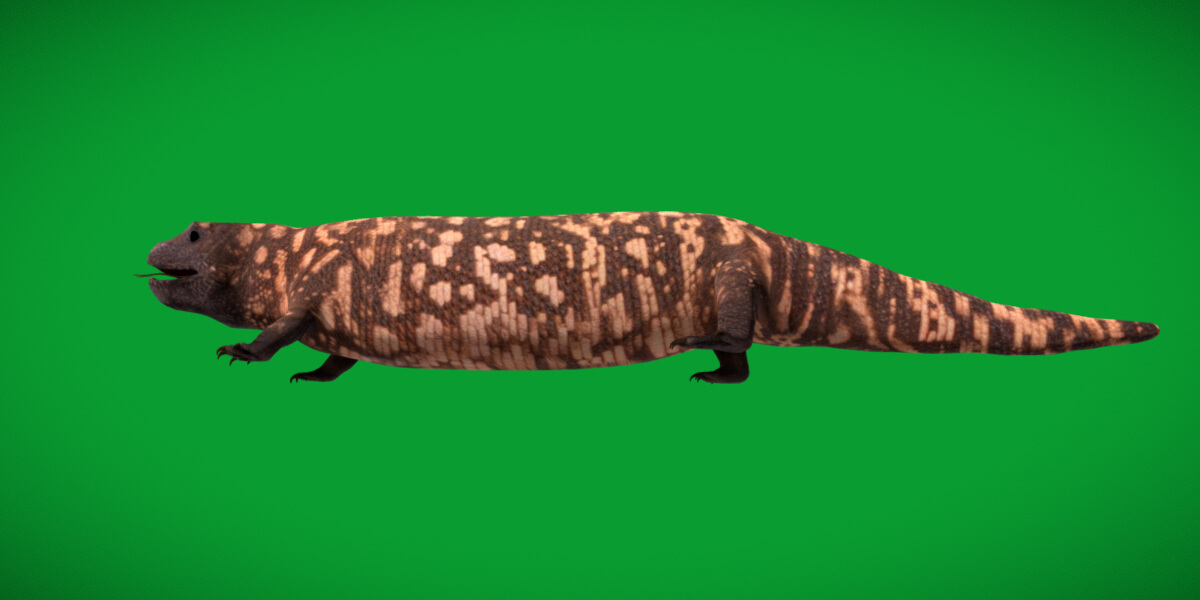 Gila Monster Lizard - 3D Model by Nyilonelycompany