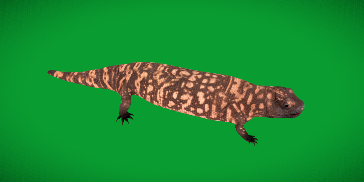 Gila Monster Lizard - 3D Model by Nyilonelycompany