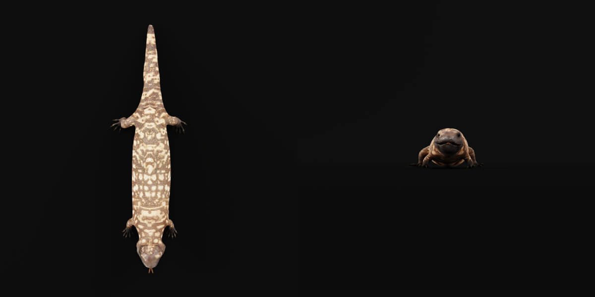 Gila Monster Lizard - 3D Model by Nyilonelycompany