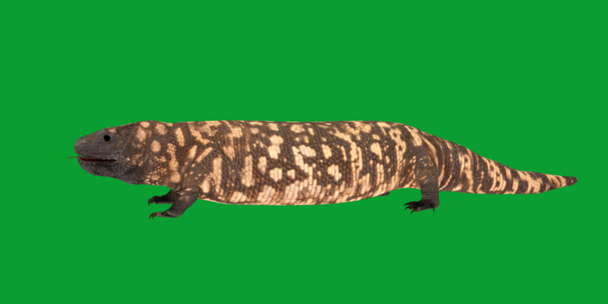 Gila Monster Lizard - 3D Model by Nyilonelycompany