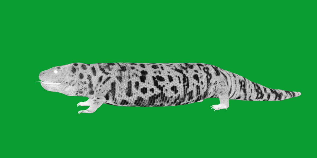 Gila Monster Lizard - 3D Model by Nyilonelycompany