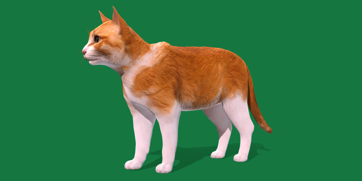 Ginger Tabby Cat - 3D Model by Nyilonelycompany