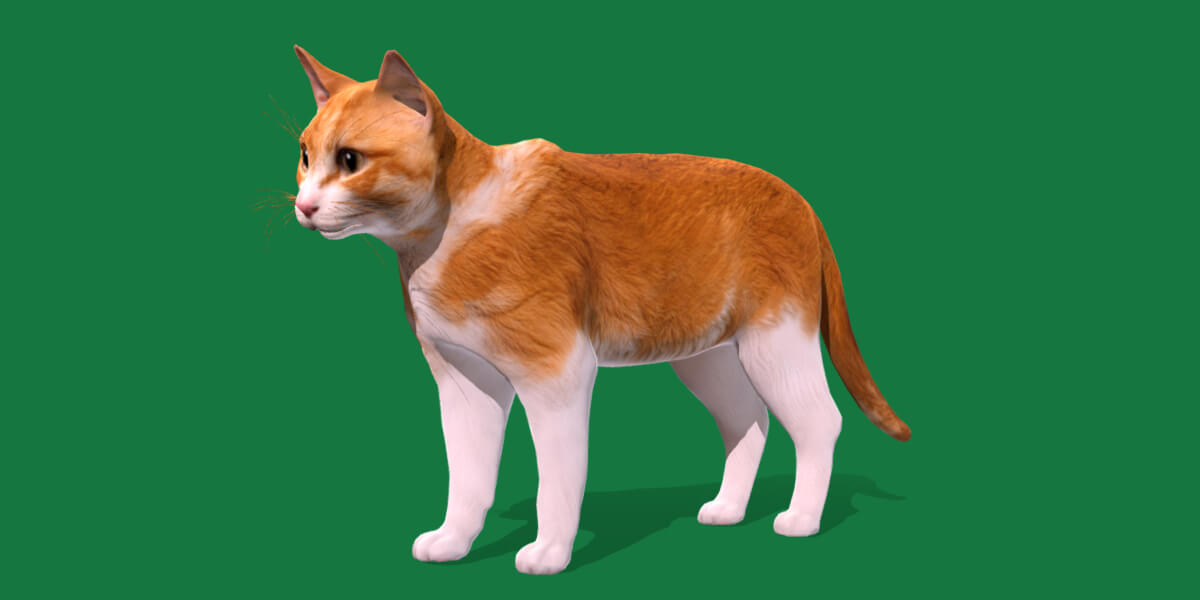 Ginger Tabby Cat - 3D Model by Nyilonelycompany