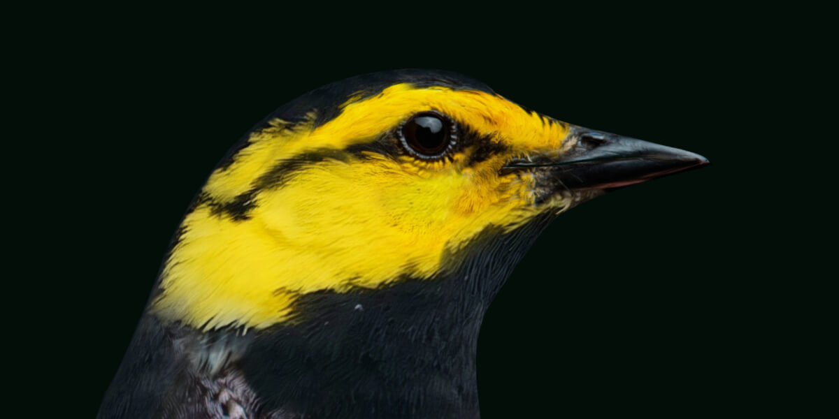 Golden Cheeked Warbler Songbird - 3D Model by Nyilonelycompany