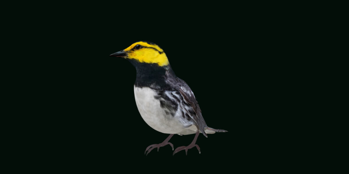 Golden Cheeked Warbler Songbird - 3D Model by Nyilonelycompany