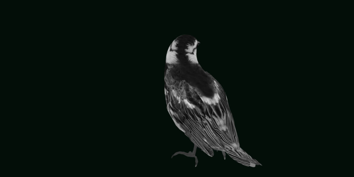 Golden Cheeked Warbler Songbird - 3D Model by Nyilonelycompany