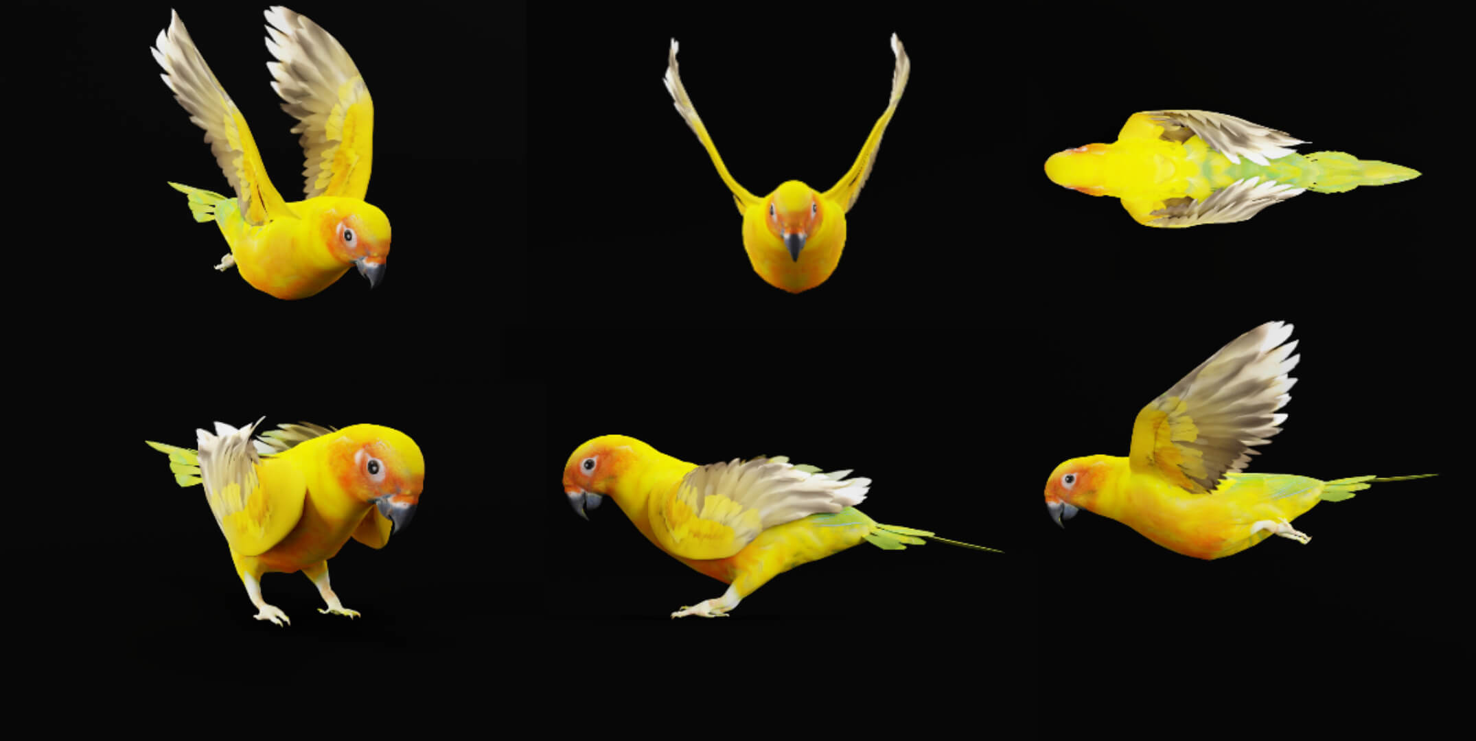 Golden Conure Parrot - 3D Model by Nyilonelycompany