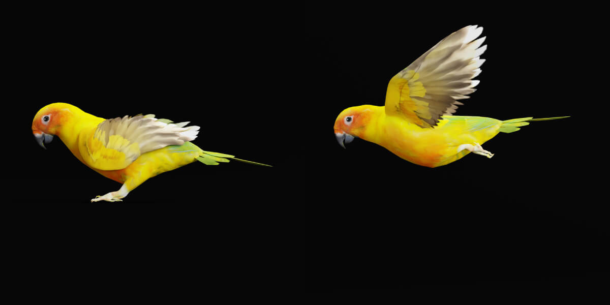 Golden Conure Parrot - 3D Model by Nyilonelycompany