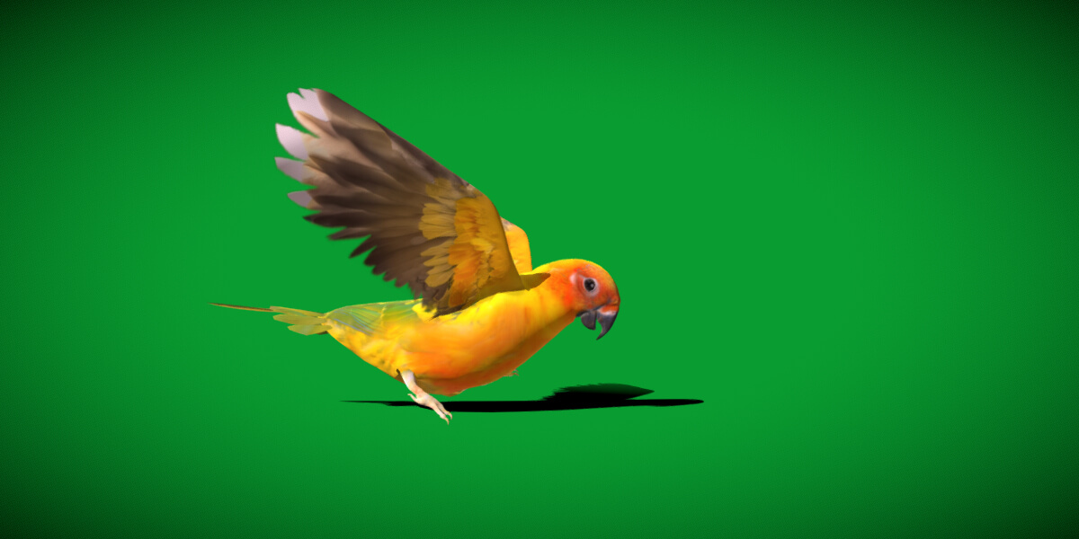 Golden Conure Parrot - 3D Model by Nyilonelycompany