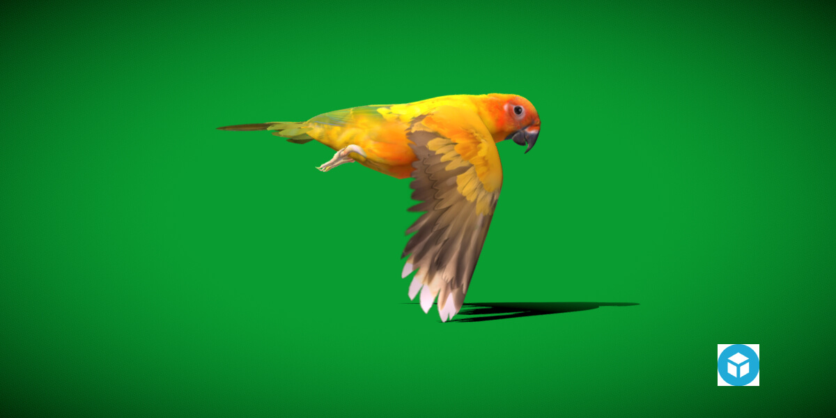 Golden Conure Parrot - 3D Model by Nyilonelycompany