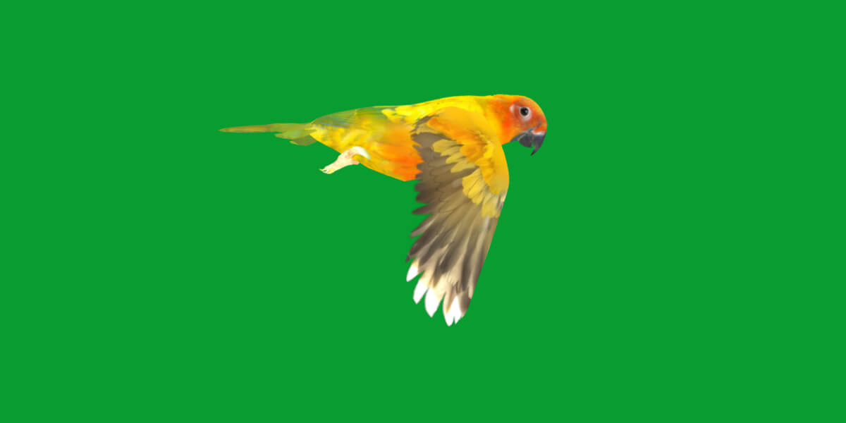 Golden Conure Parrot - 3D Model by Nyilonelycompany