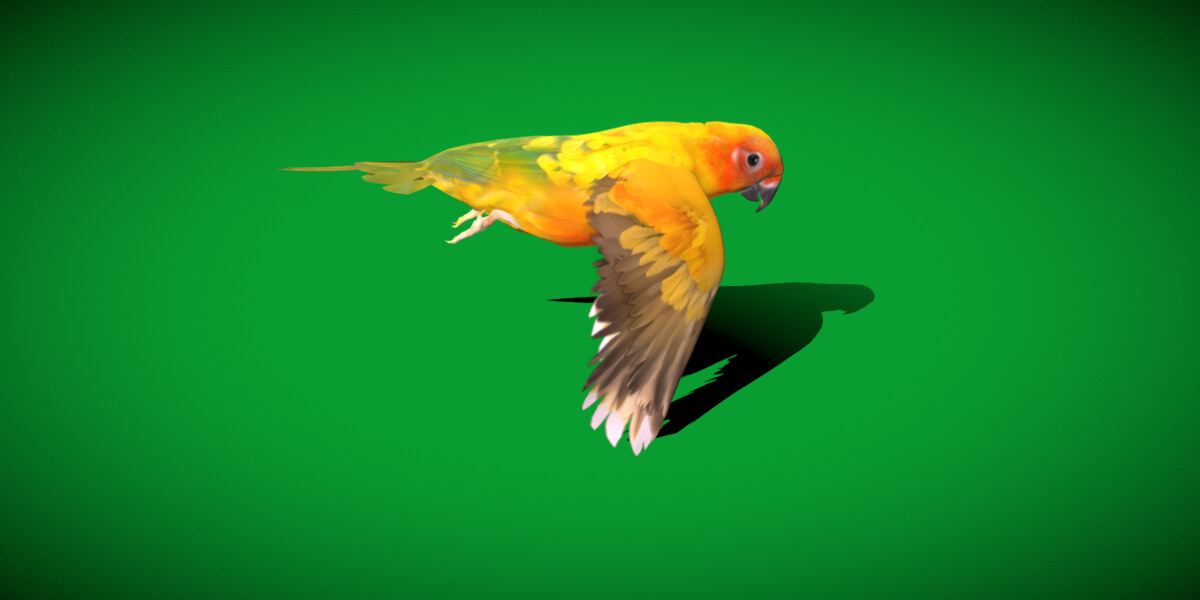 Golden Conure Parrot - 3D Model by Nyilonelycompany