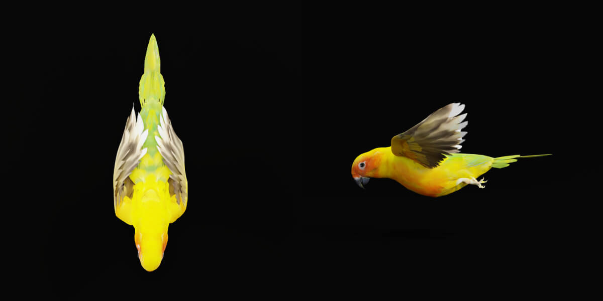 Golden Conure Parrot - 3D Model by Nyilonelycompany