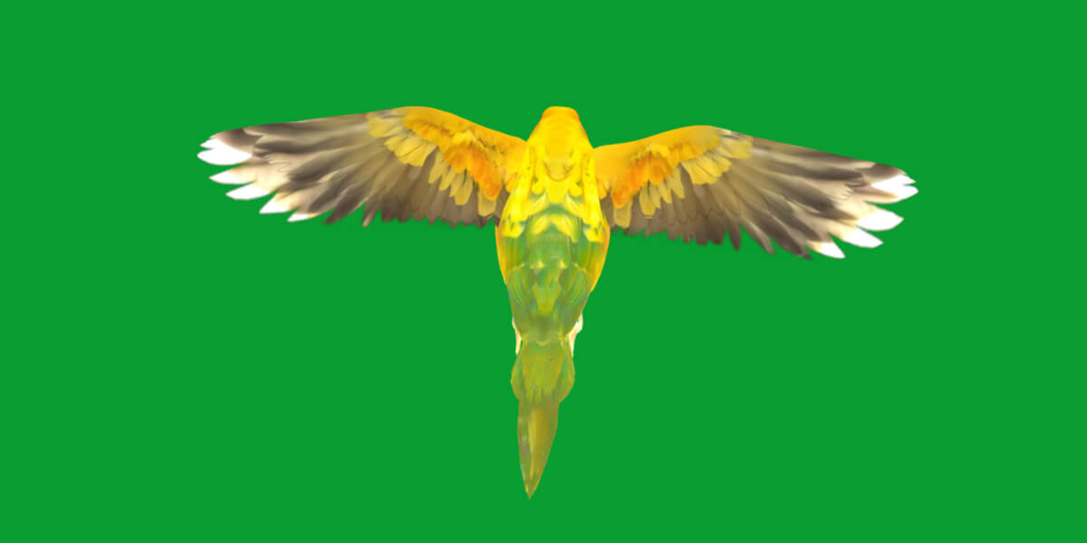 Golden Conure Parrot - 3D Model by Nyilonelycompany