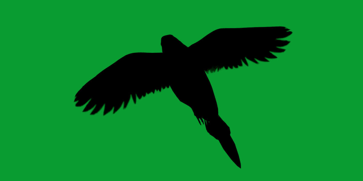 Golden Conure Parrot - 3D Model by Nyilonelycompany