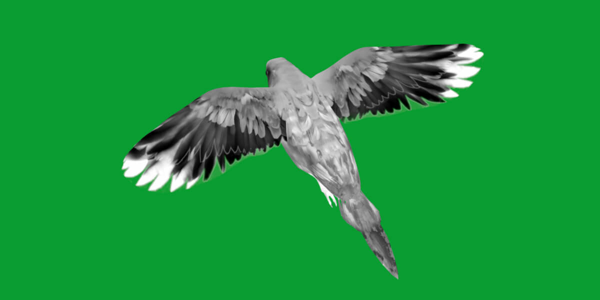 Golden Conure Parrot - 3D Model by Nyilonelycompany