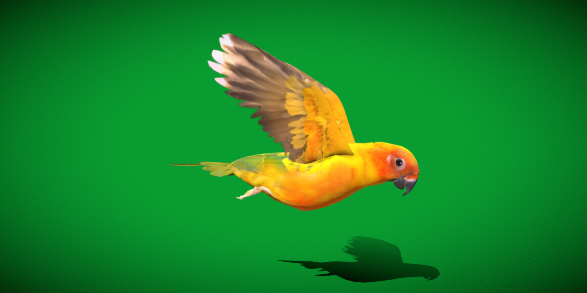 Golden Conure Parrot - 3D Model by Nyilonelycompany