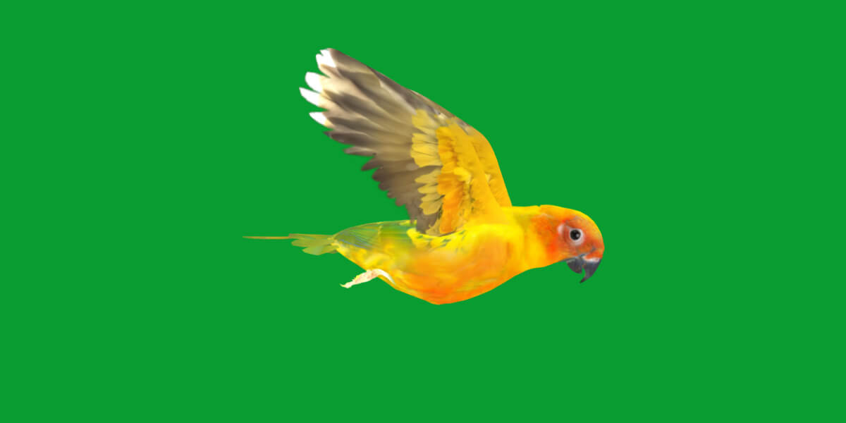 Golden Conure Parrot - 3D Model by Nyilonelycompany