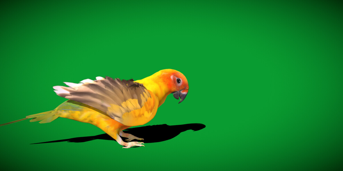 Golden Conure Parrot - 3D Model by Nyilonelycompany