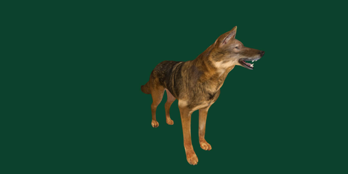 Golden Jackal Animal - 3D Model by Nyilonelycompany