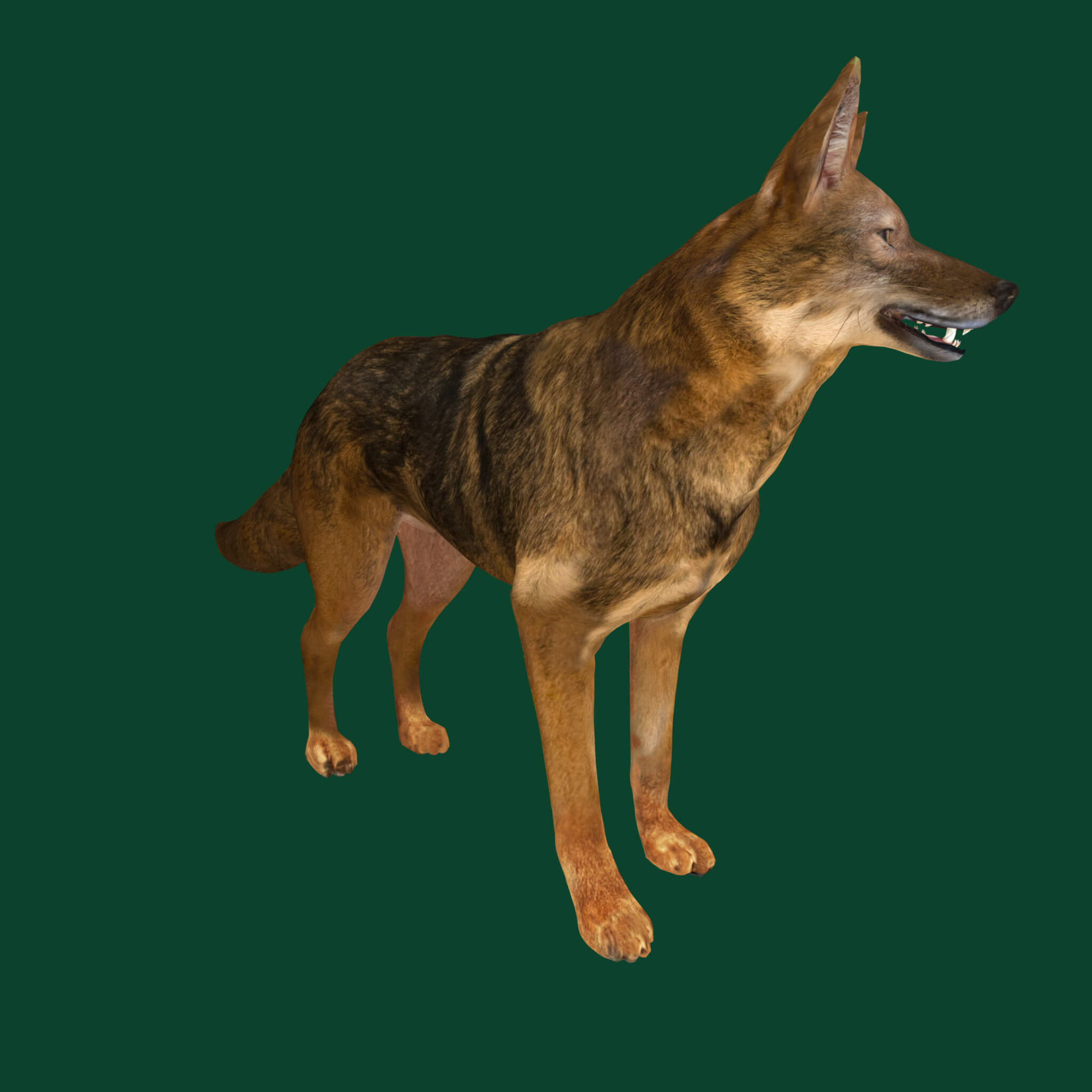 Golden Jackal Animal - 3D Model by Nyilonelycompany