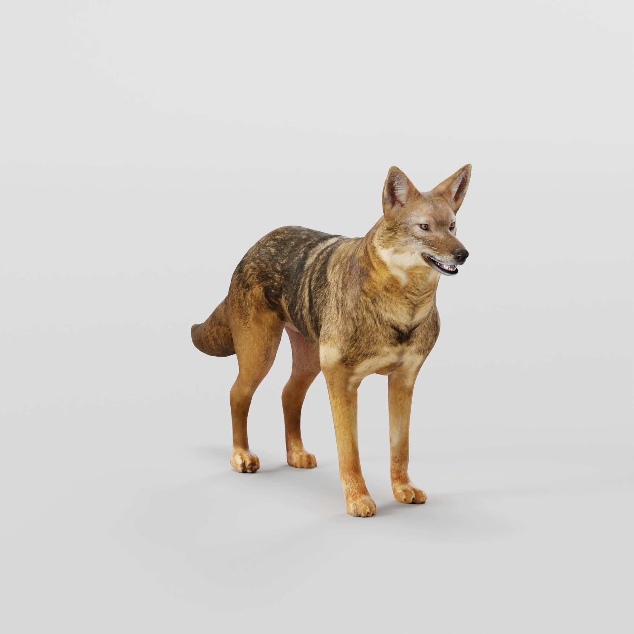 Golden Jackal Animal - 3D Model by Nyilonelycompany