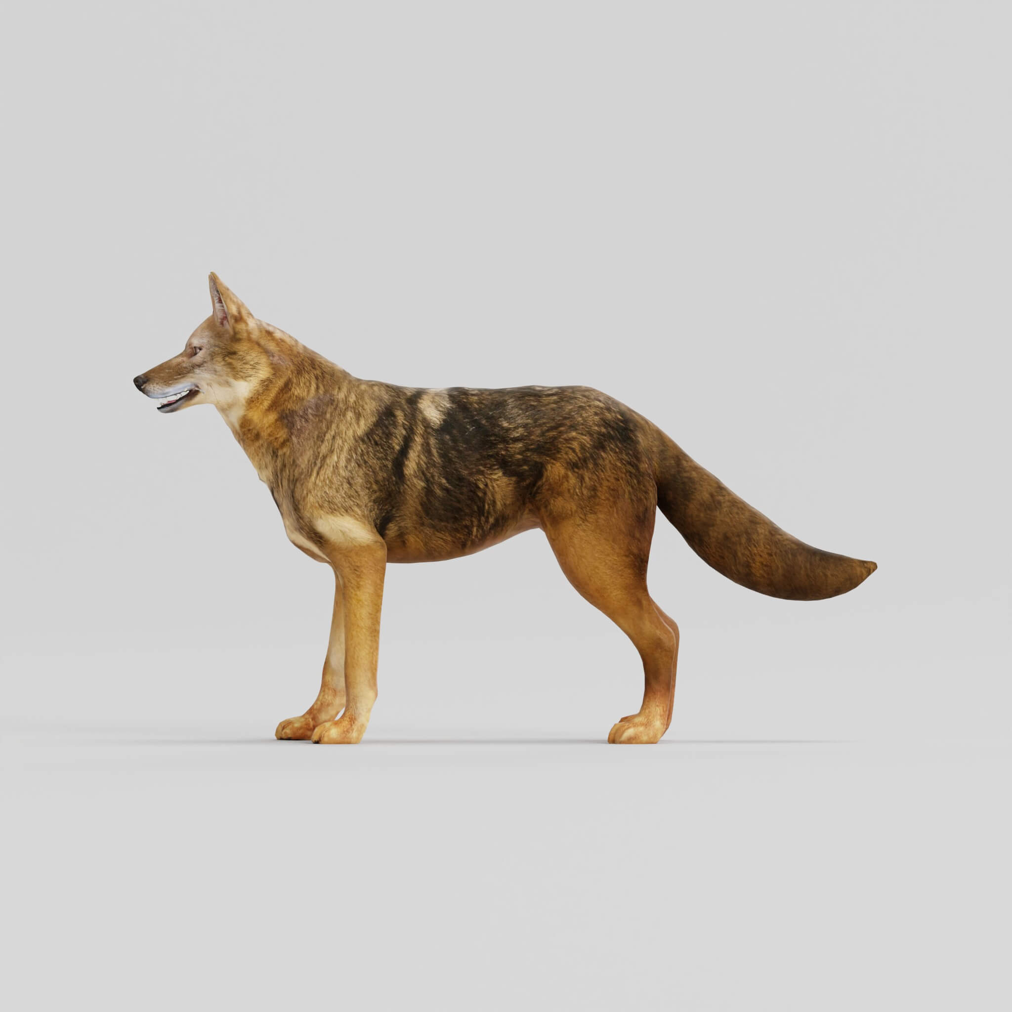 Golden Jackal Animal - 3D Model by Nyilonelycompany