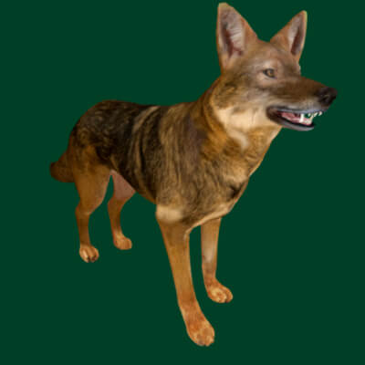 Golden Jackal Animal - 3D Model by Nyilonelycompany