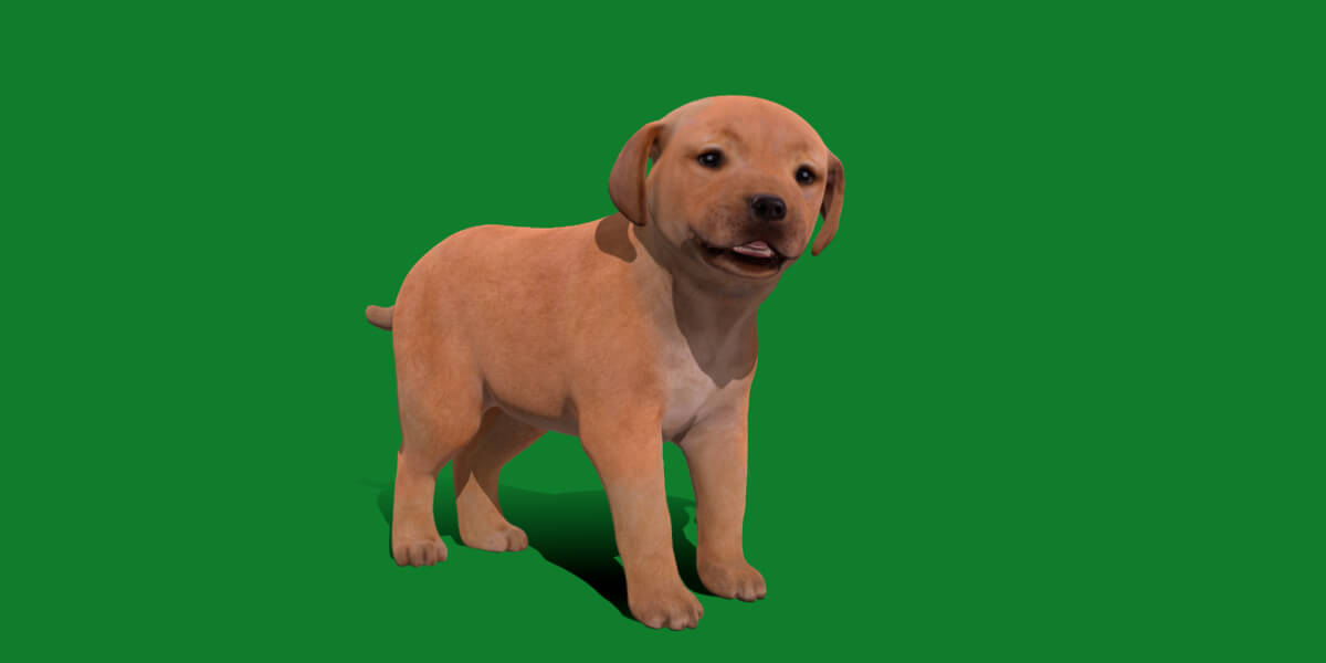 Golden Retriever Puppy Dog - 3D Model by Nyilonelycompany