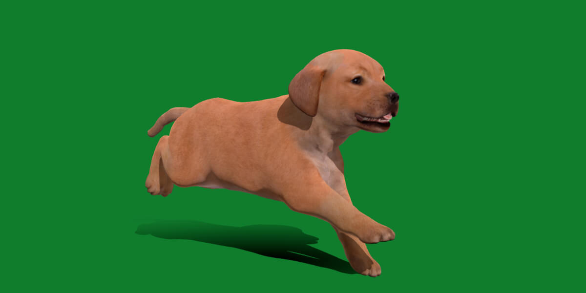 Golden Retriever Puppy Dog - 3D Model by Nyilonelycompany