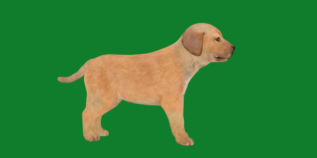 Golden Retriever Puppy Dog - 3D Model by Nyilonelycompany