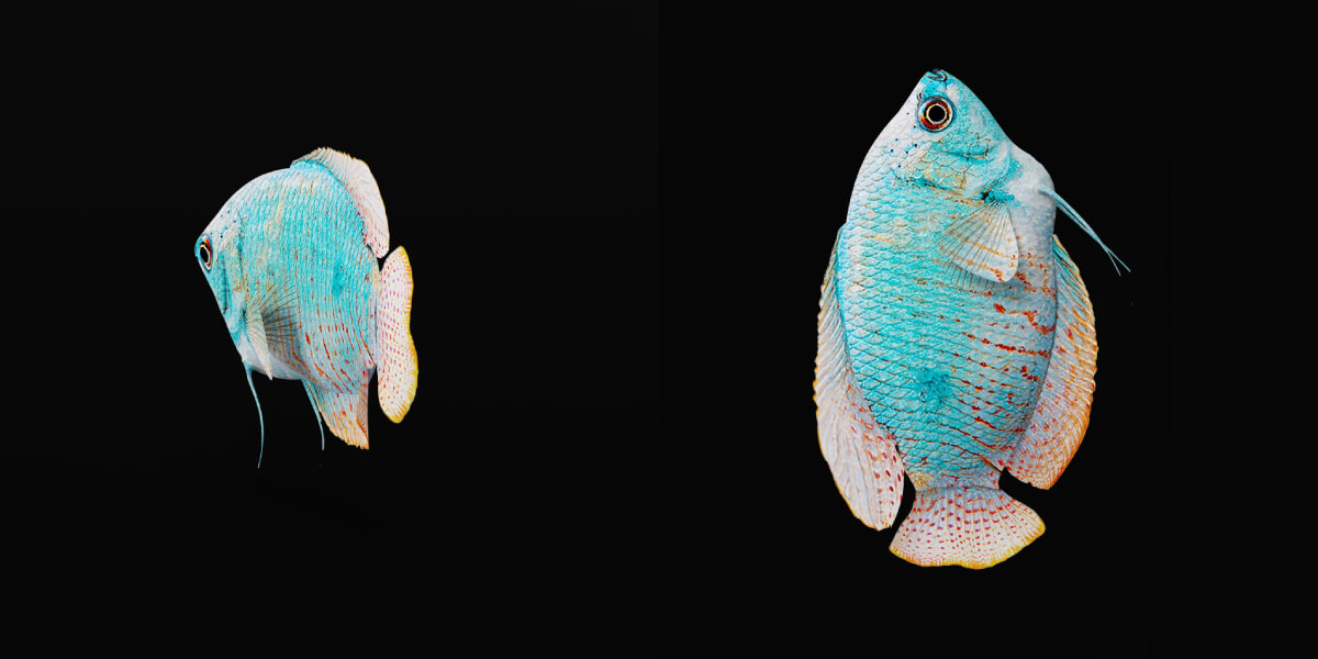 Gourami Freshwater Fish - 3D Model by Nyilonelycompany