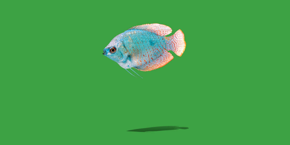 Gourami Freshwater Fish - 3D Model by Nyilonelycompany