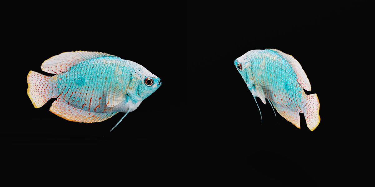 Gourami Freshwater Fish - 3D Model by Nyilonelycompany