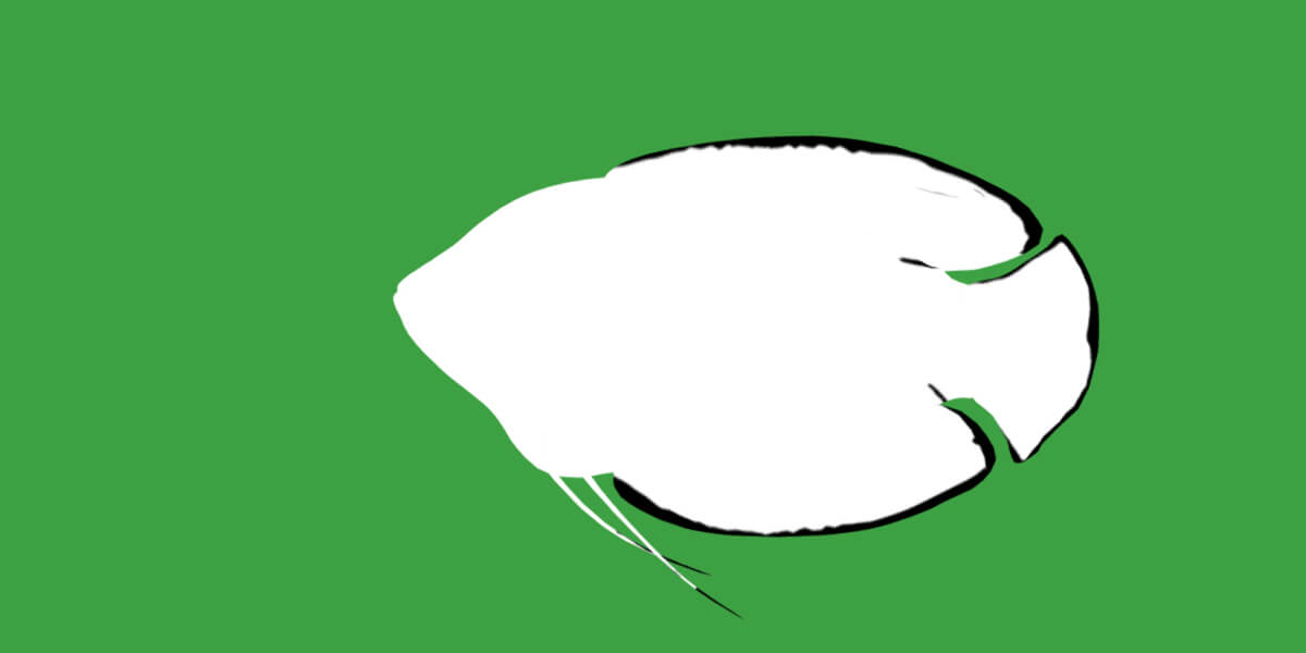 Gourami Freshwater Fish - 3D Model by Nyilonelycompany