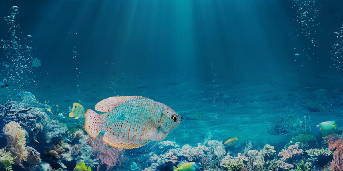 Gourami Freshwater Fish - 3D Model by Nyilonelycompany