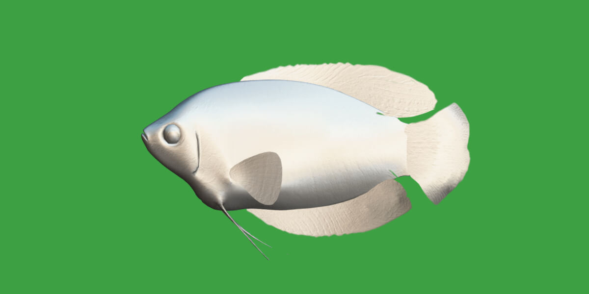 Gourami Freshwater Fish - 3D Model by Nyilonelycompany