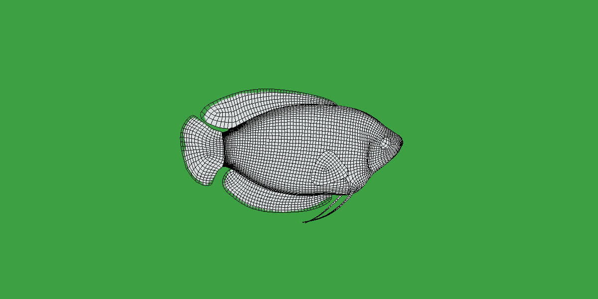 Gourami Freshwater Fish - 3D Model by Nyilonelycompany