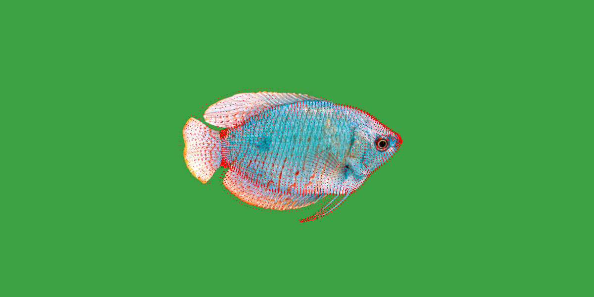 Gourami Freshwater Fish - 3D Model by Nyilonelycompany