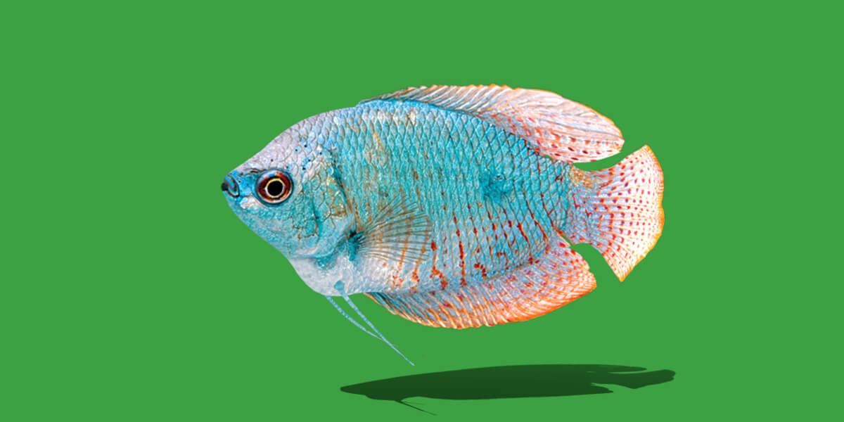 Gourami Freshwater Fish - 3D Model by Nyilonelycompany