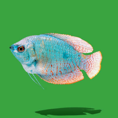 Gourami Freshwater Fish - 3D Model by Nyilonelycompany