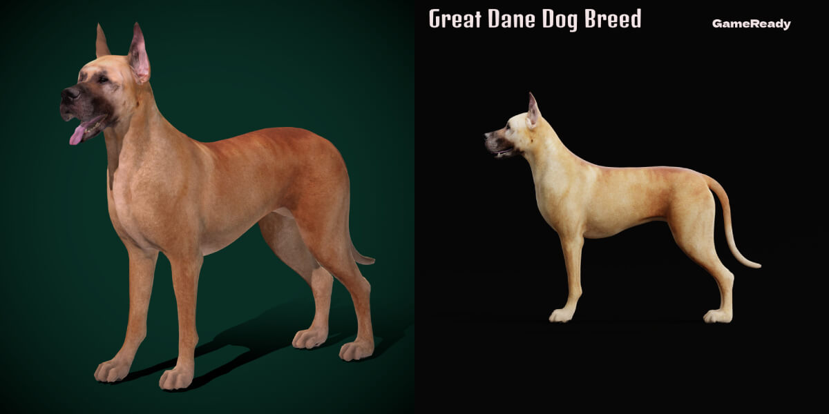 Great Dane Dog Breed - 3D Model by Nyilonelycompany