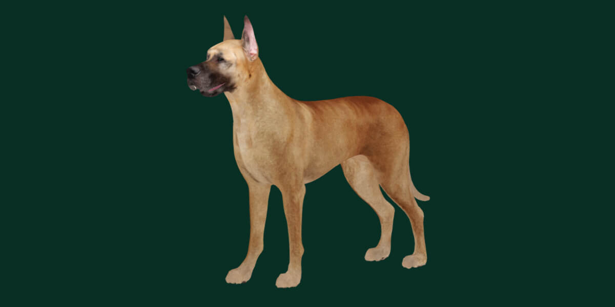 Great Dane Dog Breed - 3D Model by Nyilonelycompany