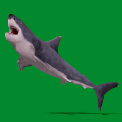 Usdz 3D Models | Fish | Sharks | RenderHub